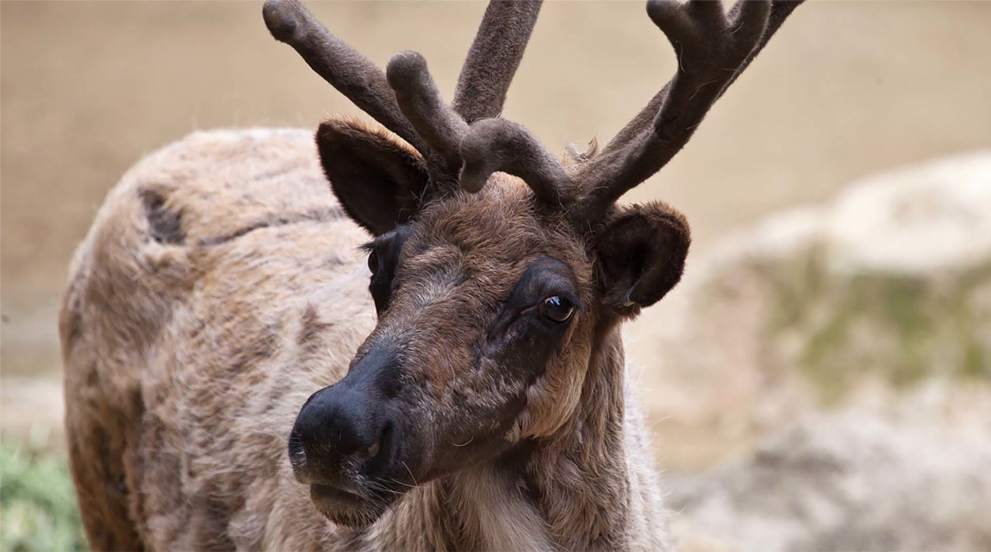 Reindeer Are Literally Shrinking And This Is The Sad Reason Next 
